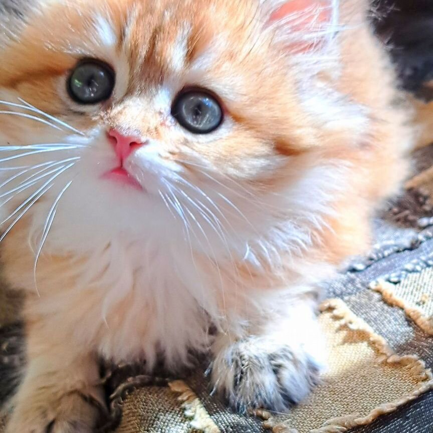 Британские котята