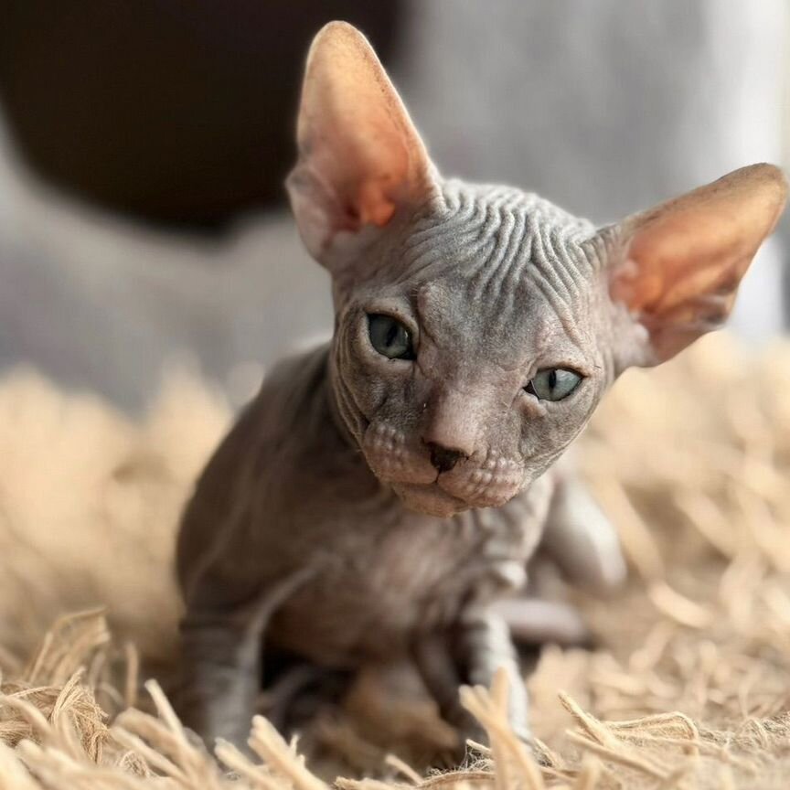 Донской сфинкс котёнок