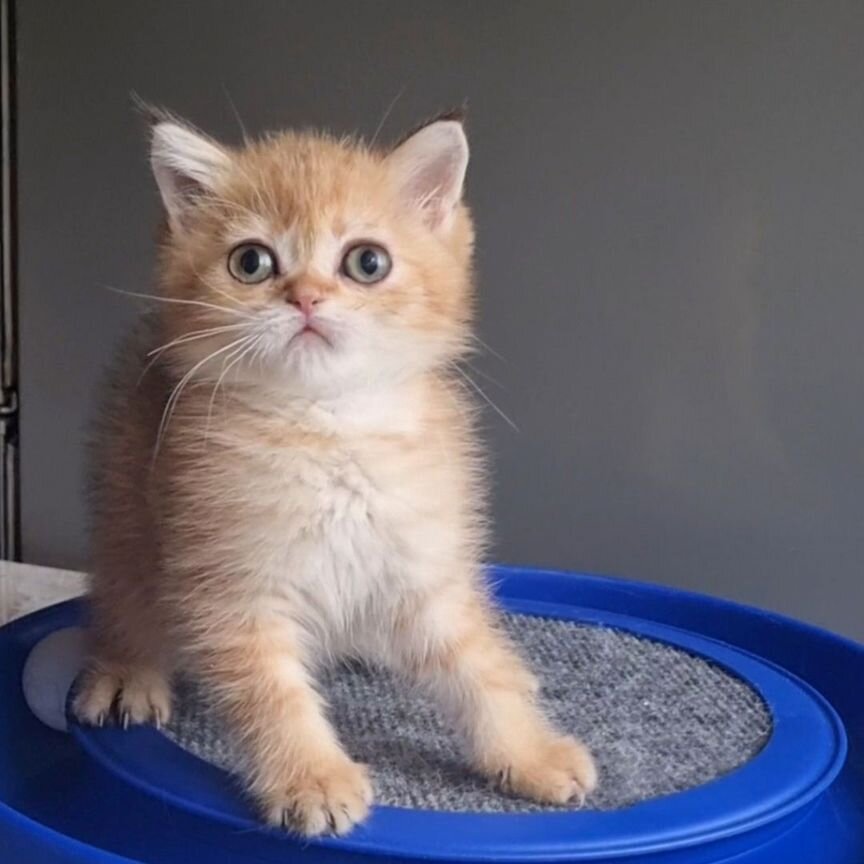 Котята золотые шиншиллы