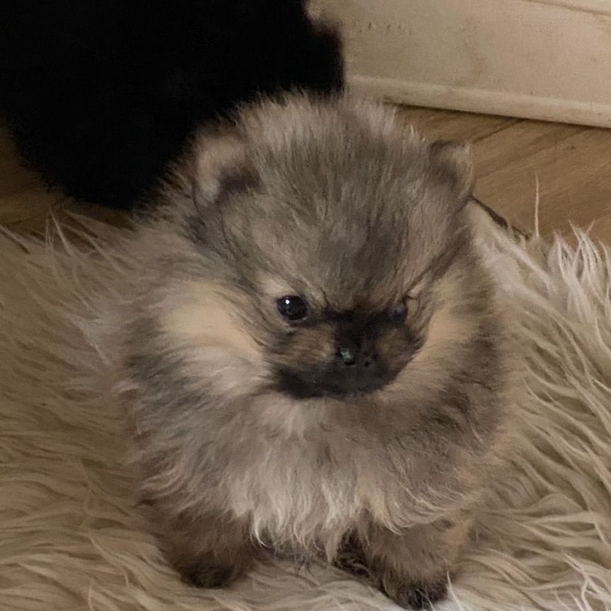 Померанский шпиц, щенок