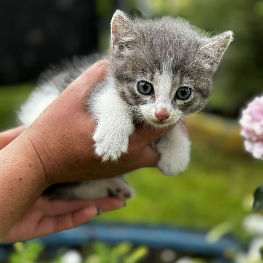 Котята без хвостиков