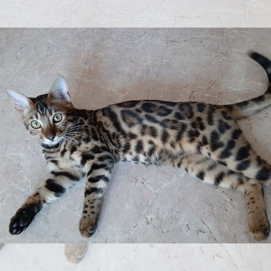 Бенгальская кошка бесплатно