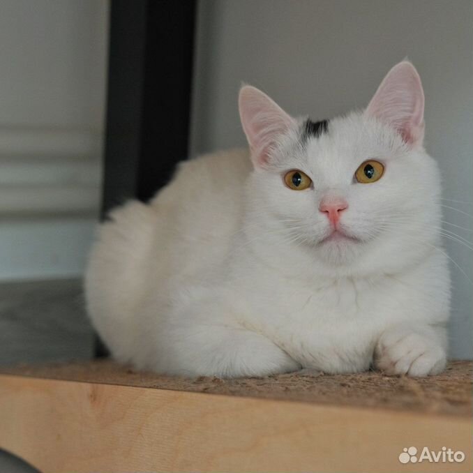 Прелестный котенок в добрые руки