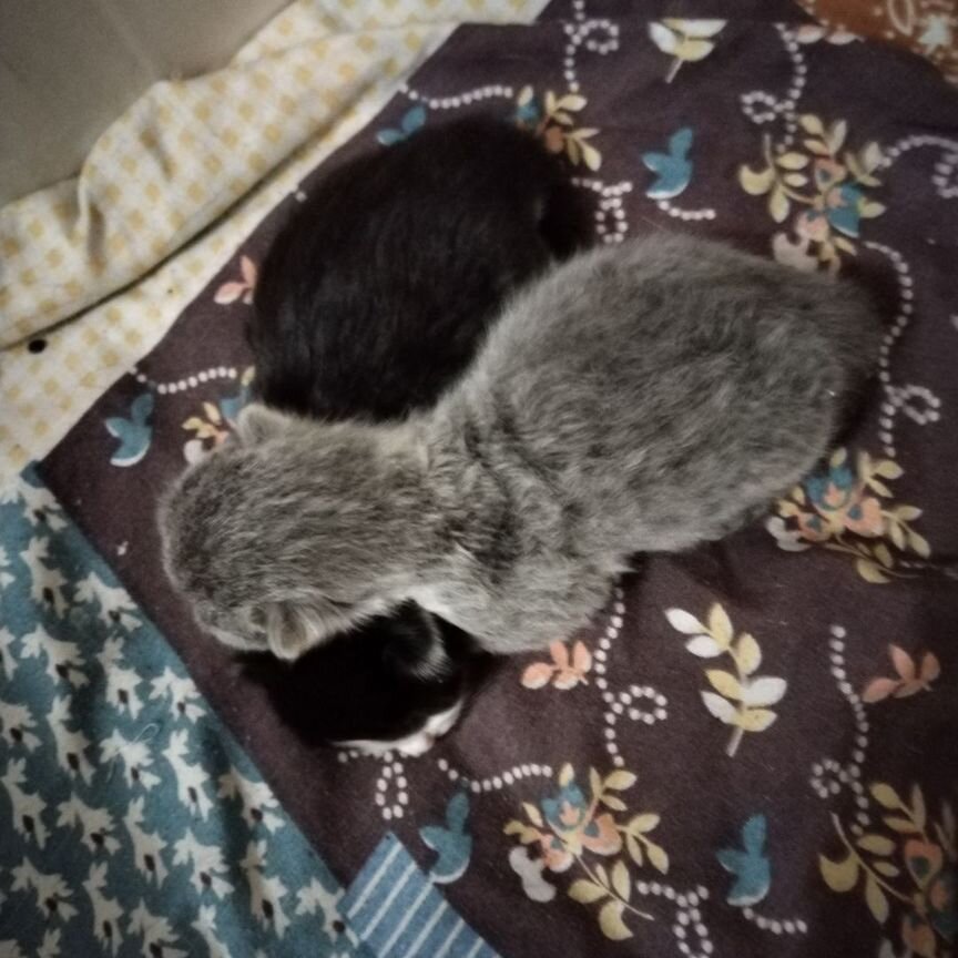 Котята в добрые руки бесплатно