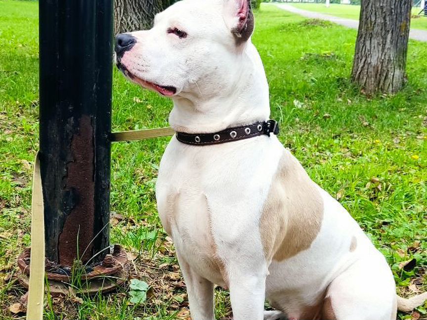 Щенков амстаффа, голубой цвет