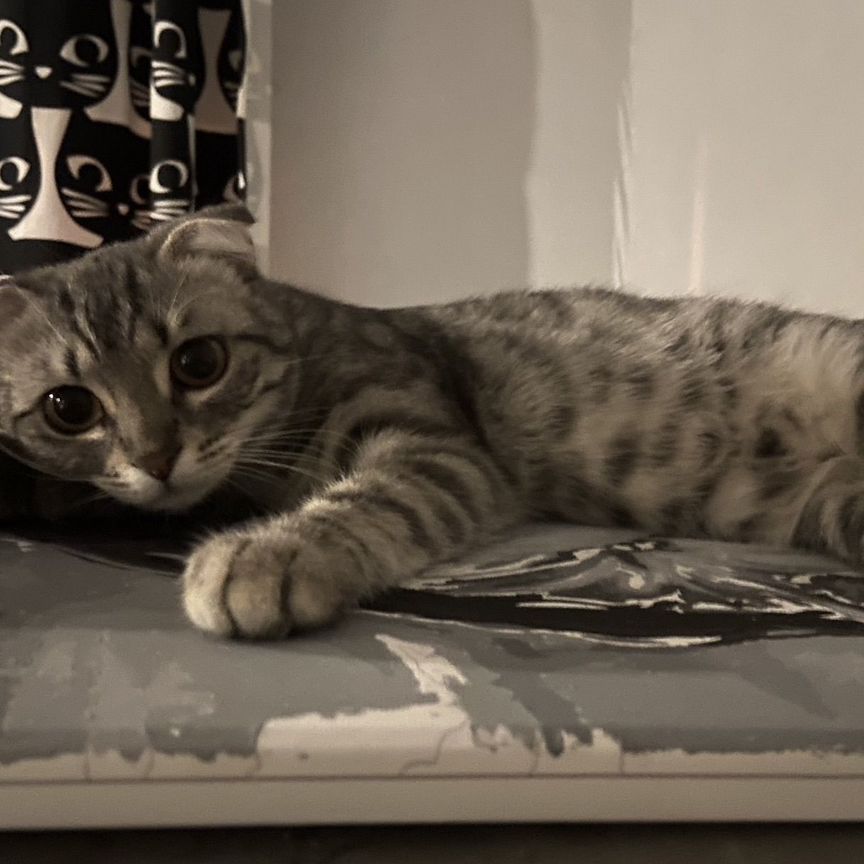 Вислоухая кошечка