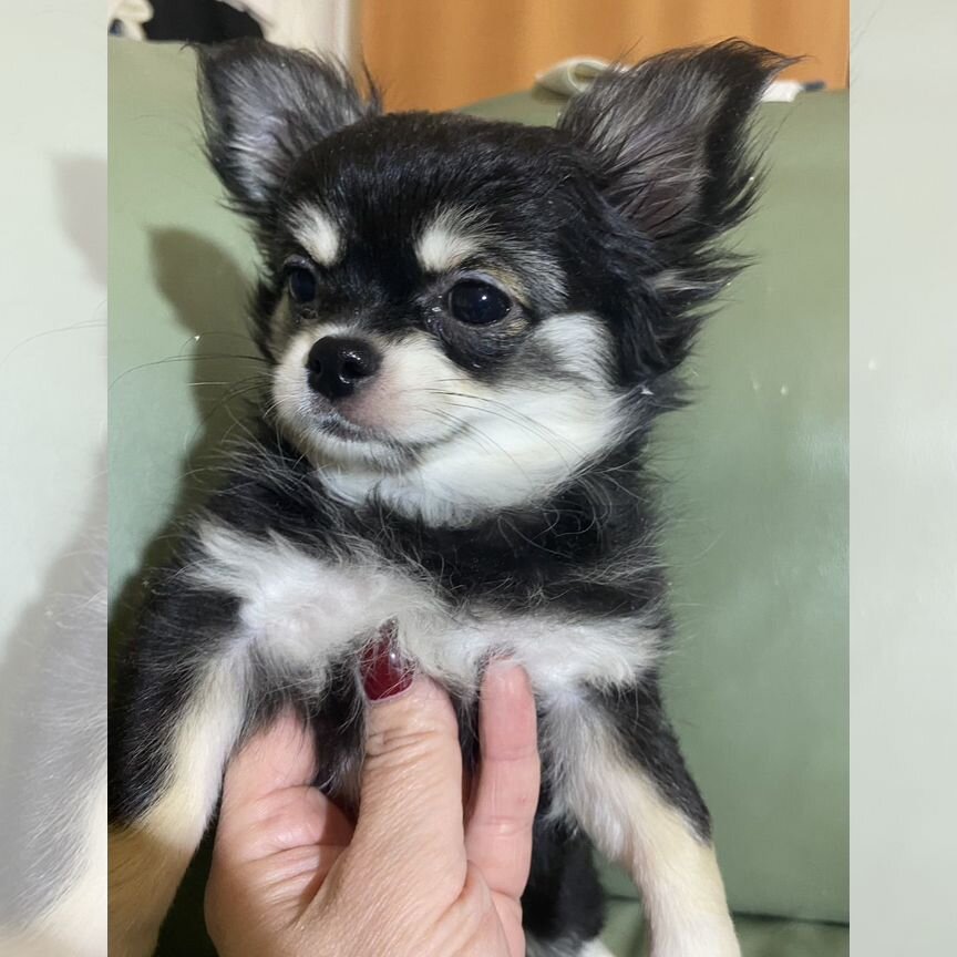 Чихуахуа, щенок