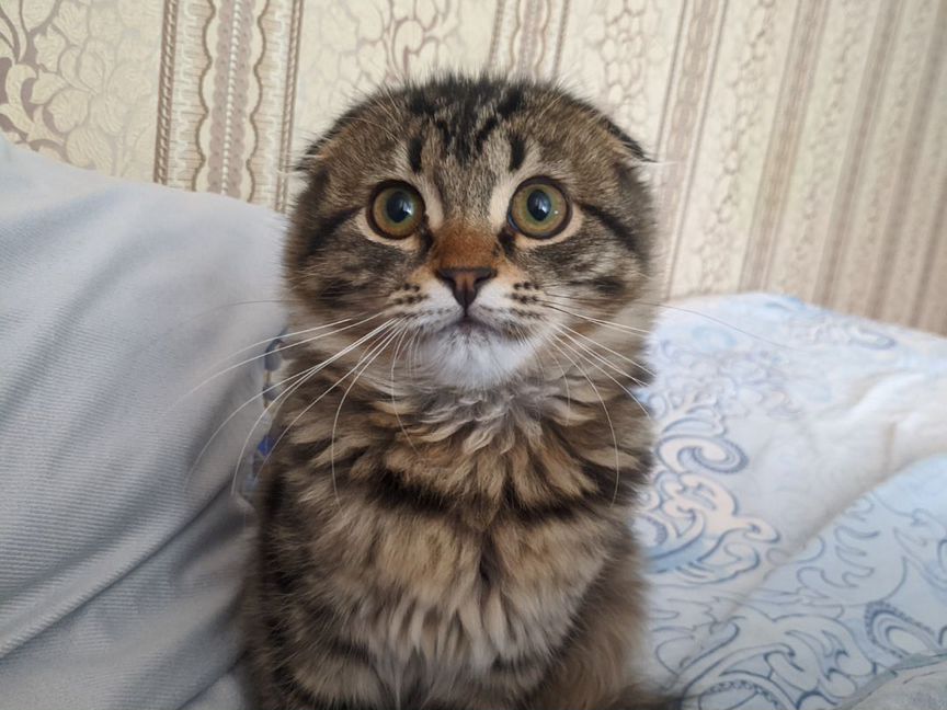 Вислоухая кошечка