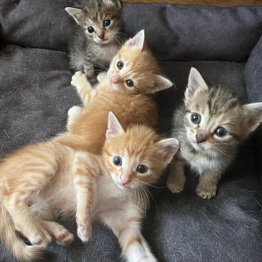 Чудесные котята