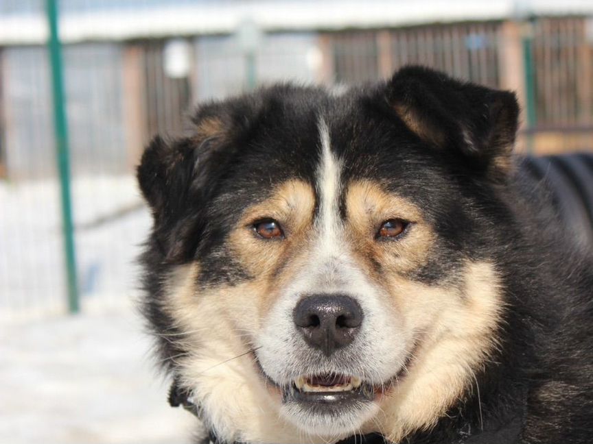 Пёс Флинт в добрые руки