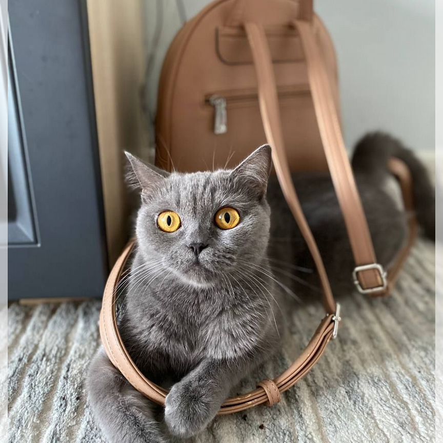 Британская короткошёрстная, взрослая кошка