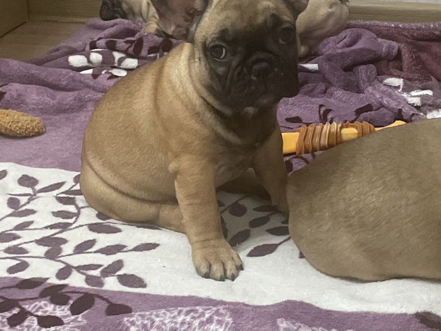 Щенки французского бульдога