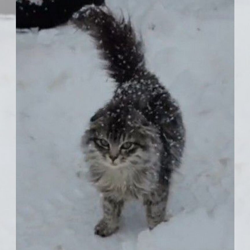 Взрослая, Девочка кошка в добрые руки