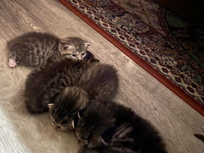Кошка