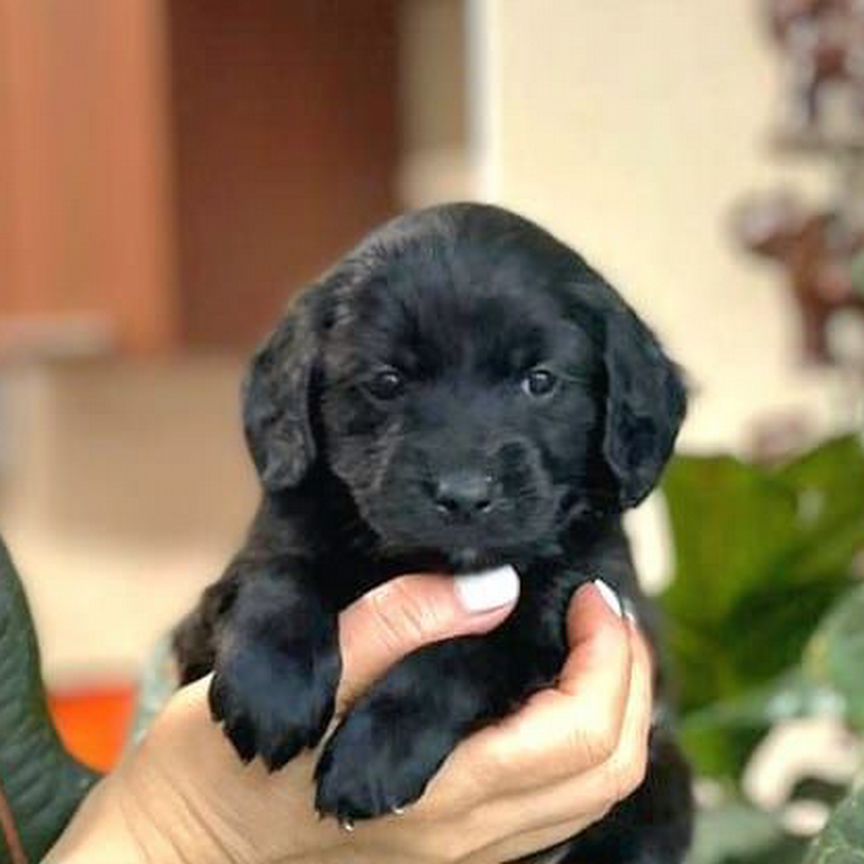 Моника в добрые ручки