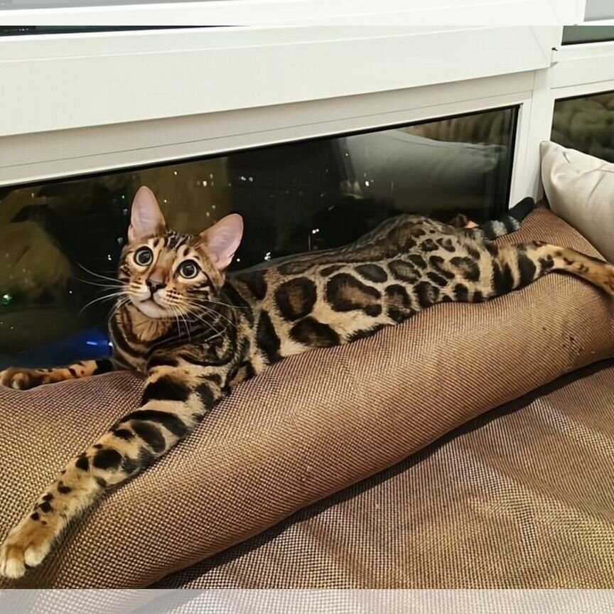 Бенгальская кошка, взрослая