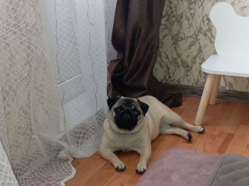 Мопс