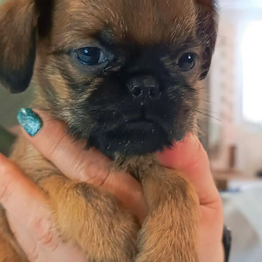 Бельгийский грифон