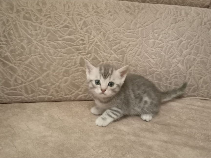 Котята 3 штуки,британцкие