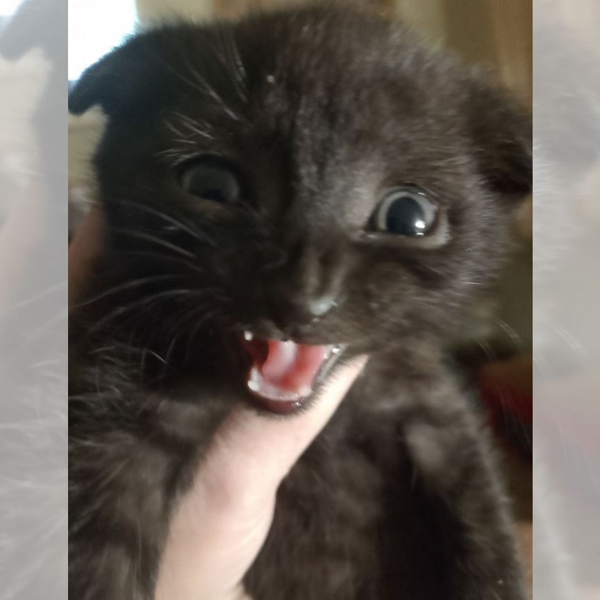 Британский короткошёрстный котёнок