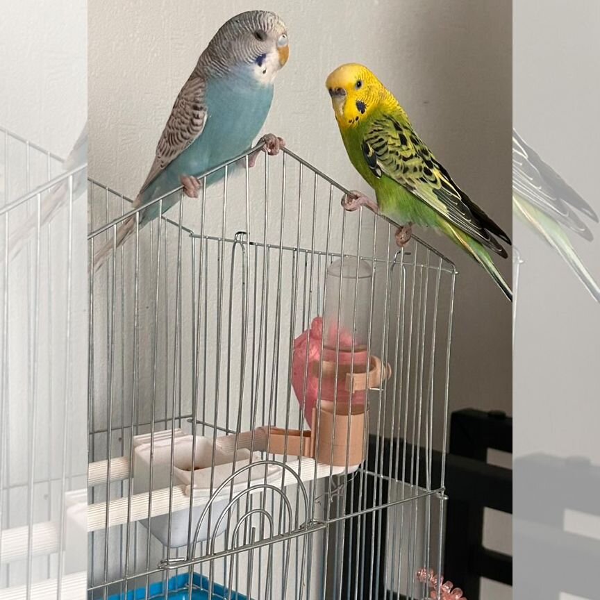 Волнистый попугай