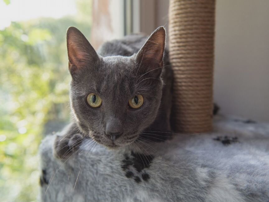 Брошенному котику нужен дом