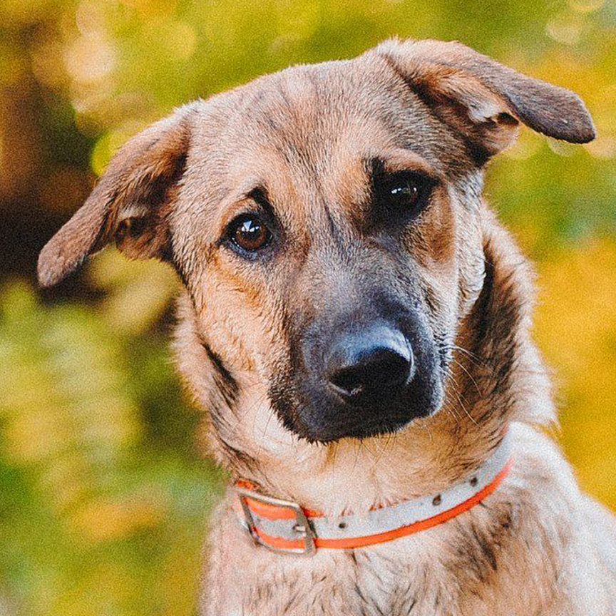 Щенок в добрые руки бесплатно