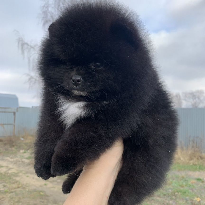 Шпиц кобель черного окраса