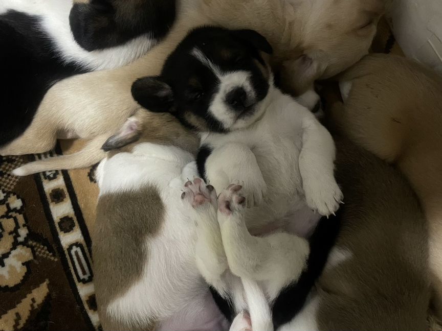 Щенки бигль