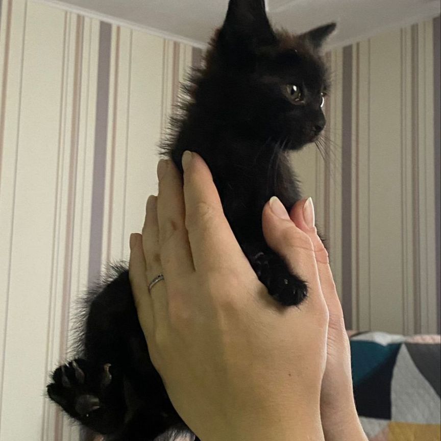 Отдам котенка в добрые руки