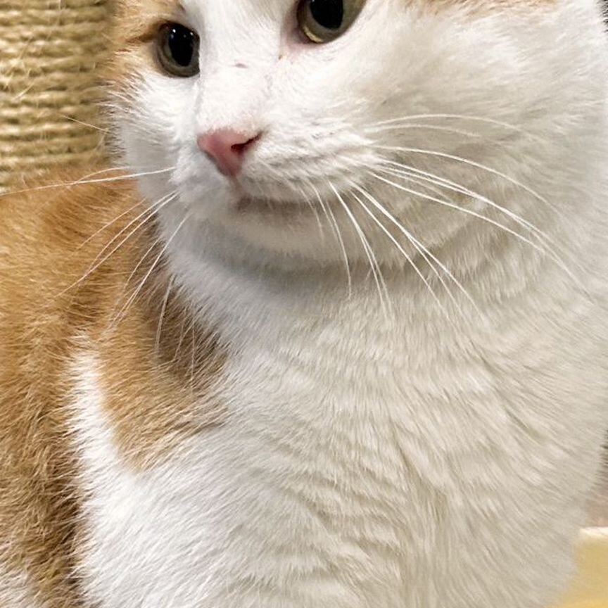 Кот Фима Булочкин