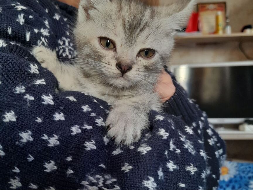Котята в добрые руки бесплатно