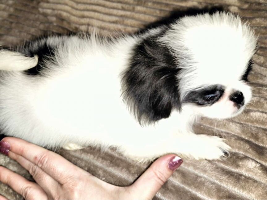 Японский самый малипушечный