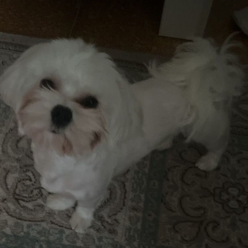 Вязка кобель мальтийская болонка