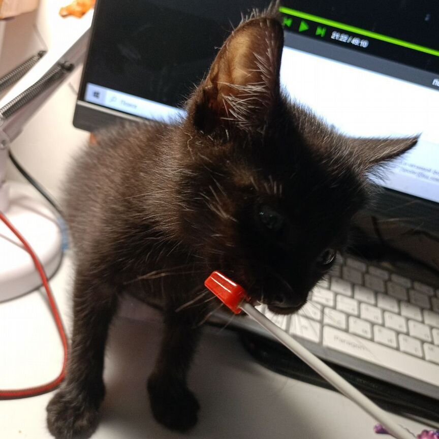 Котёнок в добрые руки