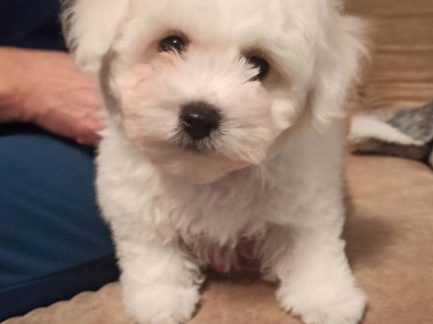 Щенки бишон фризе мини