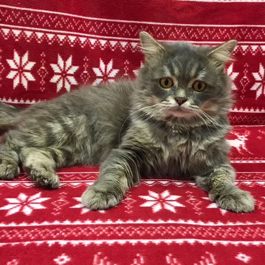 Котику Сёме некуда идти