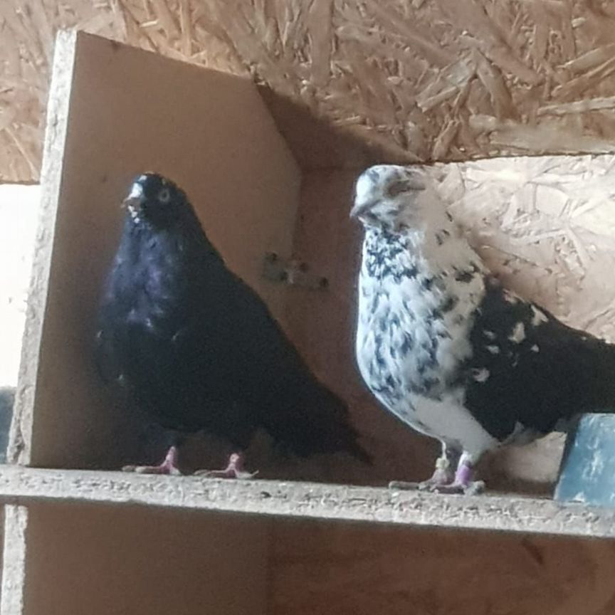 Николаевские голуби