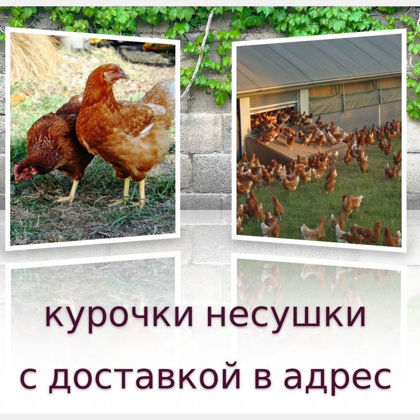 Куры несушки продам