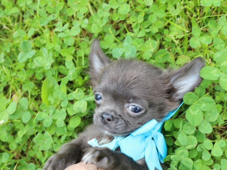 Шикарный мальчик.Голубой окрас