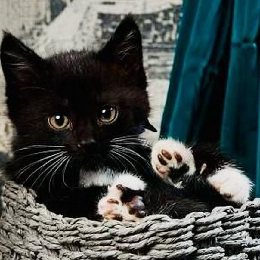 Котёнок в добрые руки