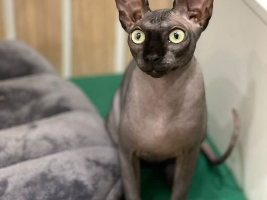 Канадский сфинкс вязка мальчик