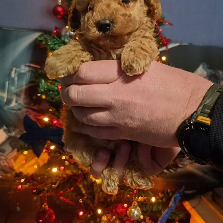 Щенки той пудель