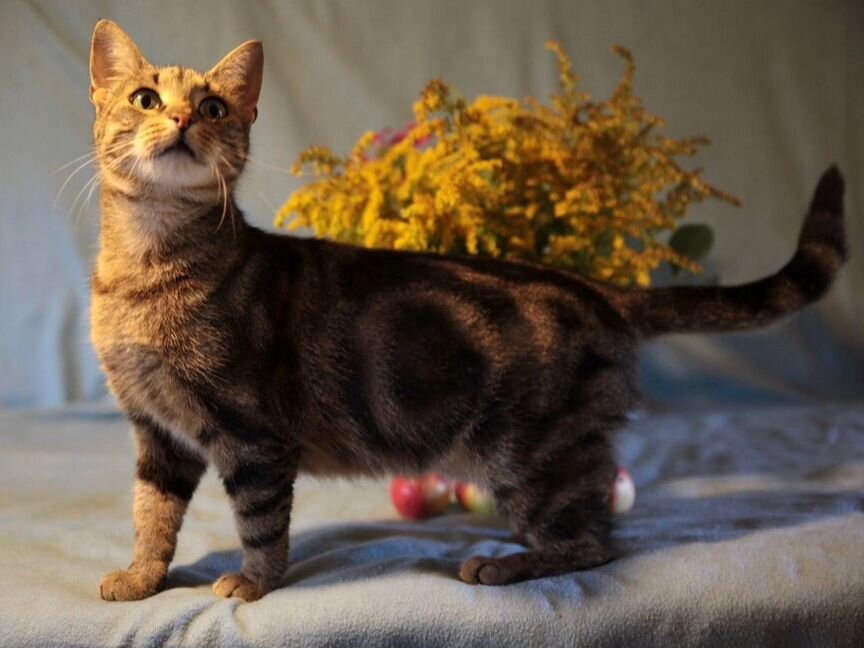 Молодая кошечка Шелла, 1 год
