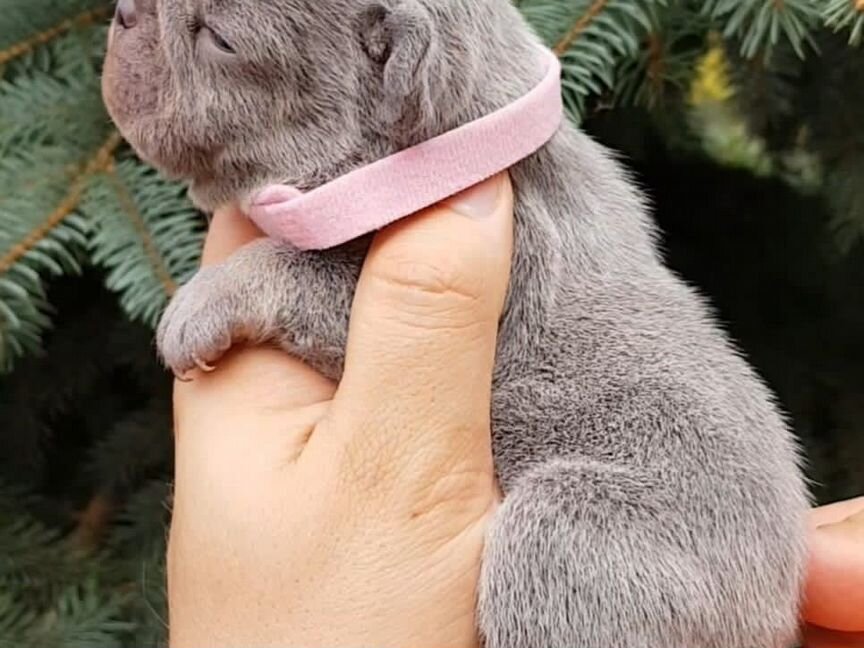 Лиловая куколка