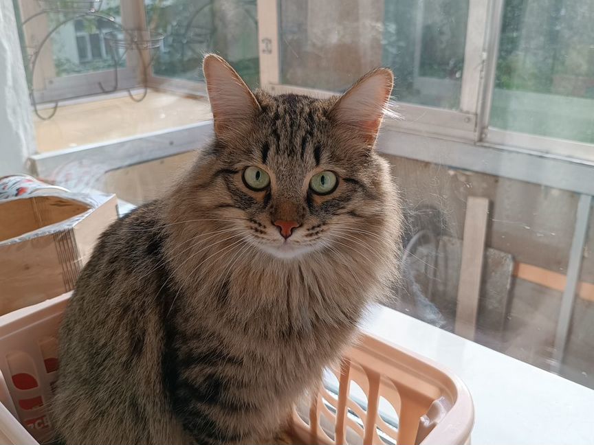 Кот в добрые руки