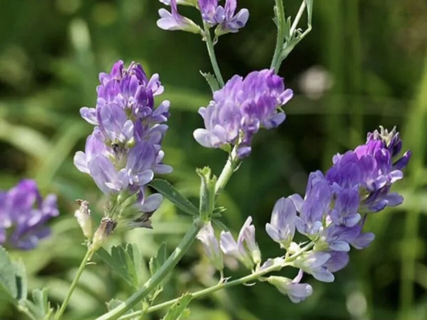 Продаю семена люцерны