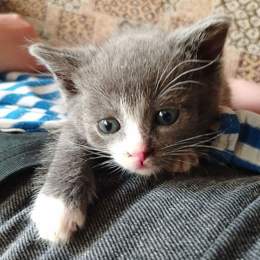 Котята в добрые руки