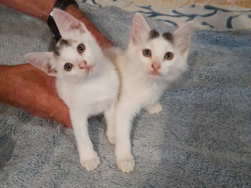 Котята в добрые руки бесплатно
