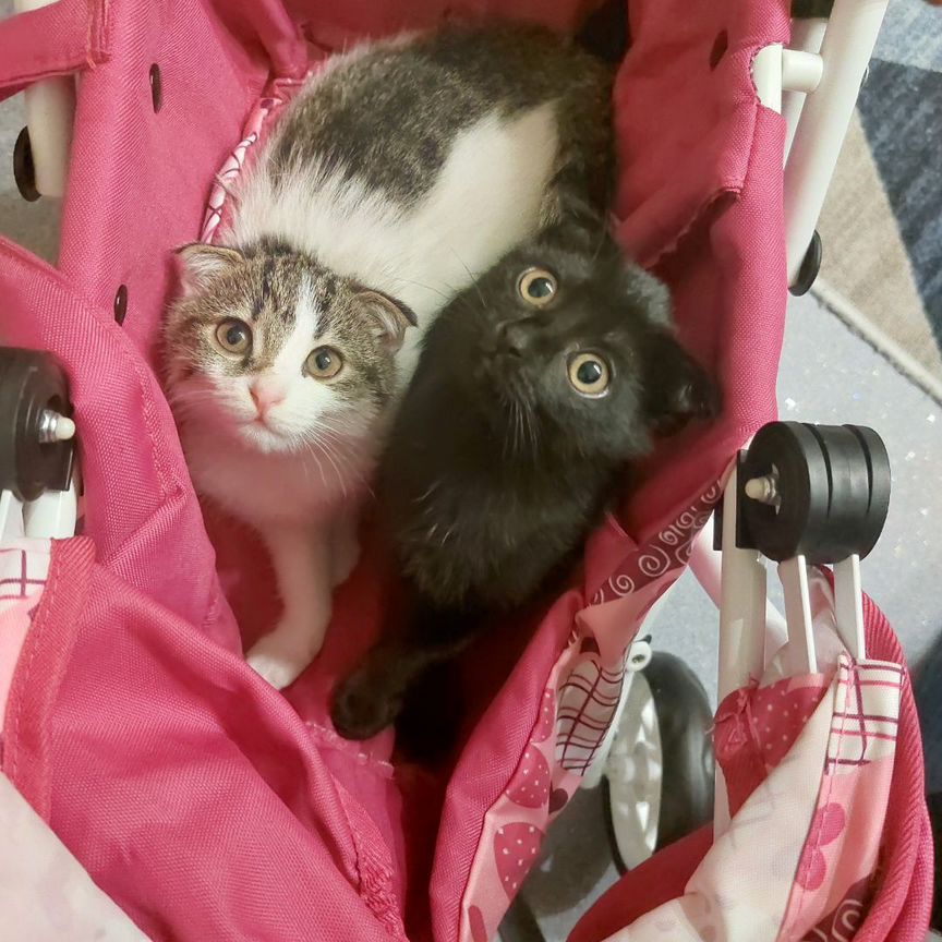 Котята в добрые руки бесплатно,девочки 3 месяца